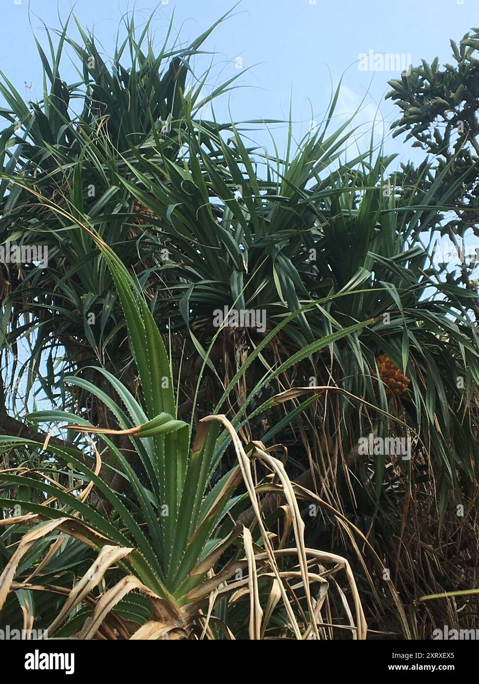 thatch screwpine (Pandanus tectorius) Plantae Stock Photo - Alamy