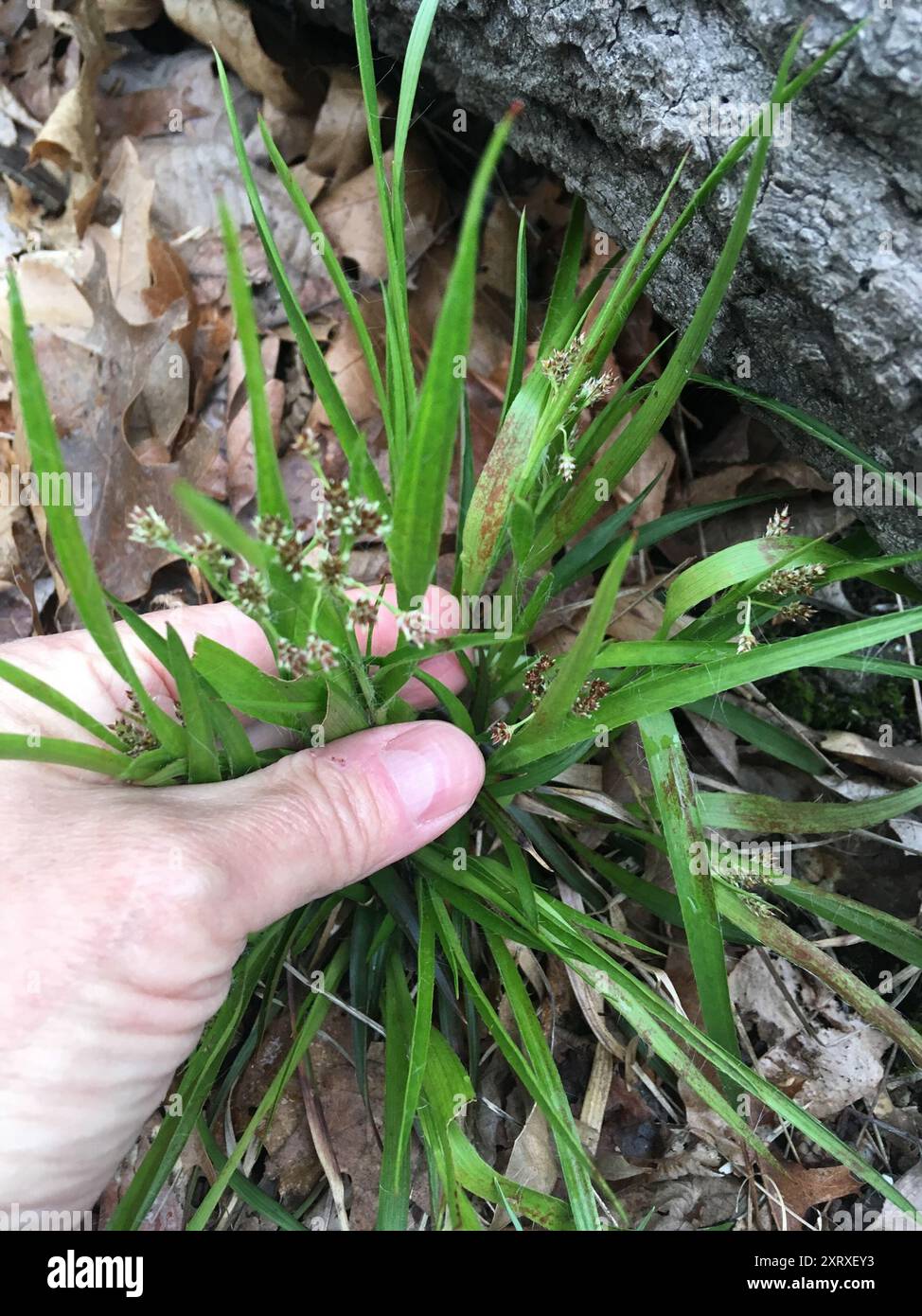 heath wood-rush (Luzula multiflora) Plantae Stock Photo - Alamy