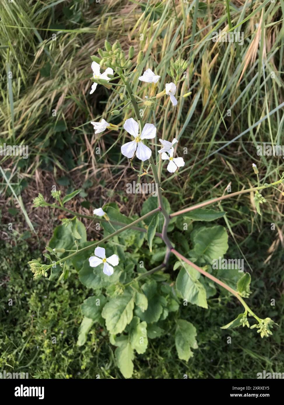 wild and domestic radish (Raphanus raphanistrum sativus) Plantae Stock ...