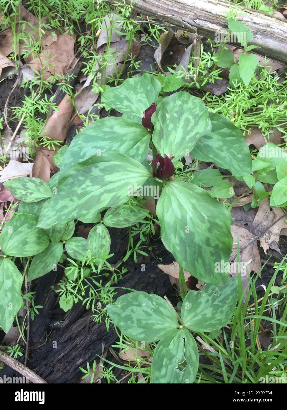 prairie trillium (Trillium recurvatum) Plantae Stock Photo - Alamy