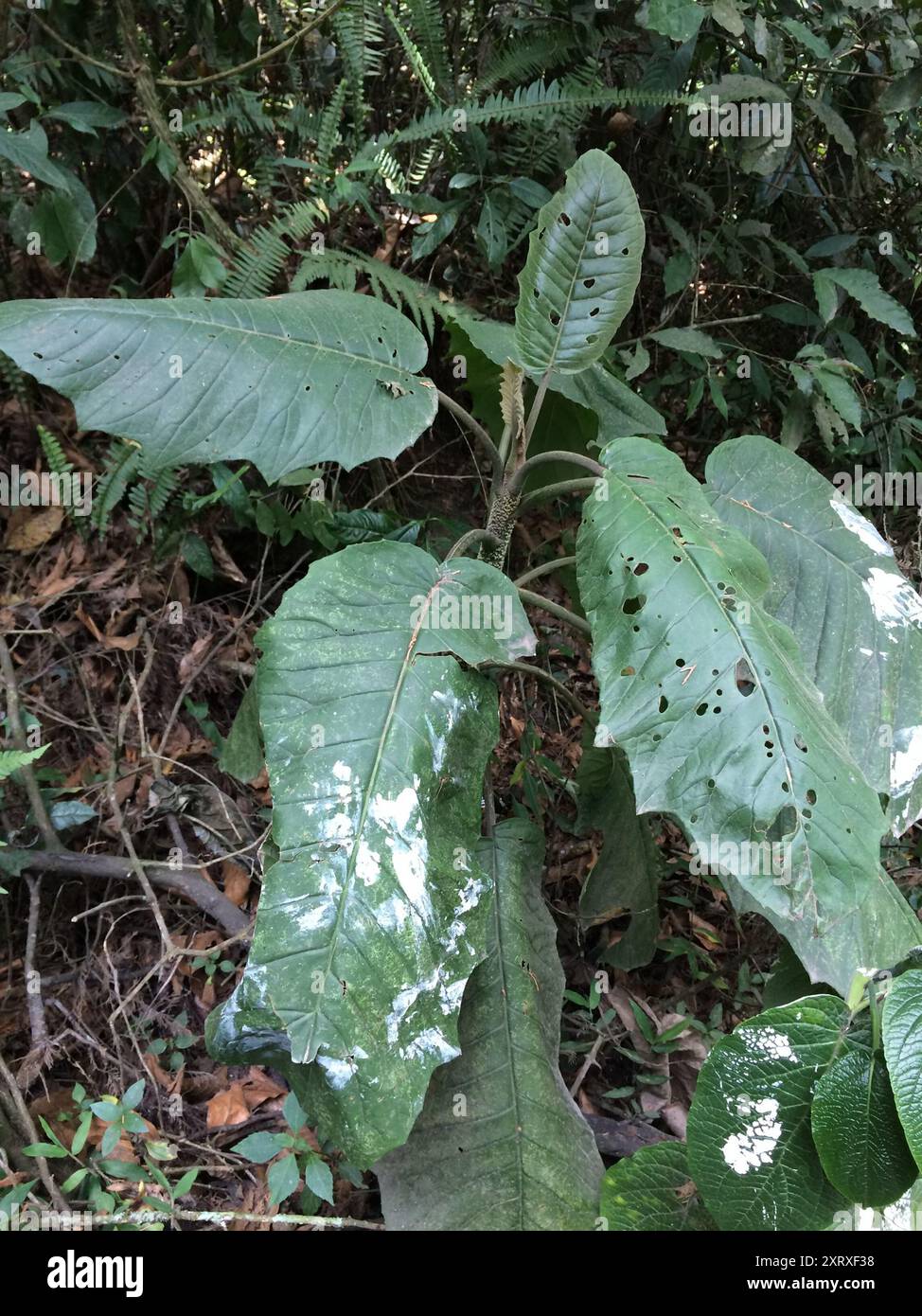giant groundsel (Telanthophora grandifolia) Plantae Stock Photo - Alamy