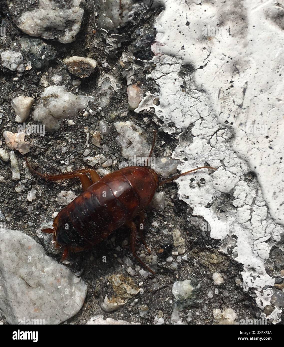Turkestan Cockroach (Periplaneta lateralis) Insecta Stock Photo - Alamy