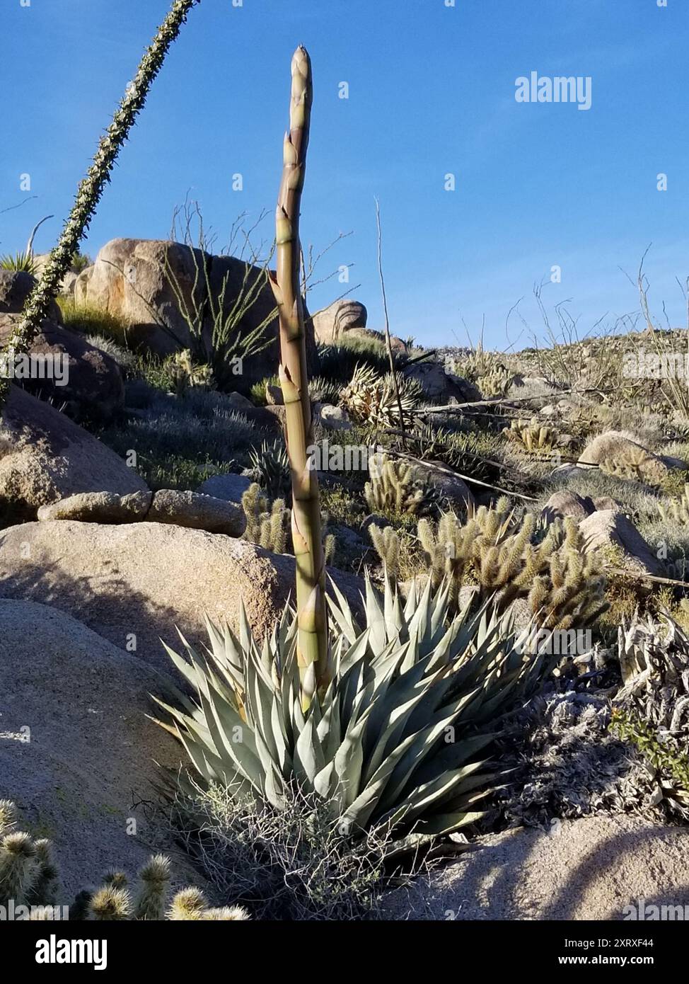 desert agave (Agave deserti) Plantae Stock Photo - Alamy