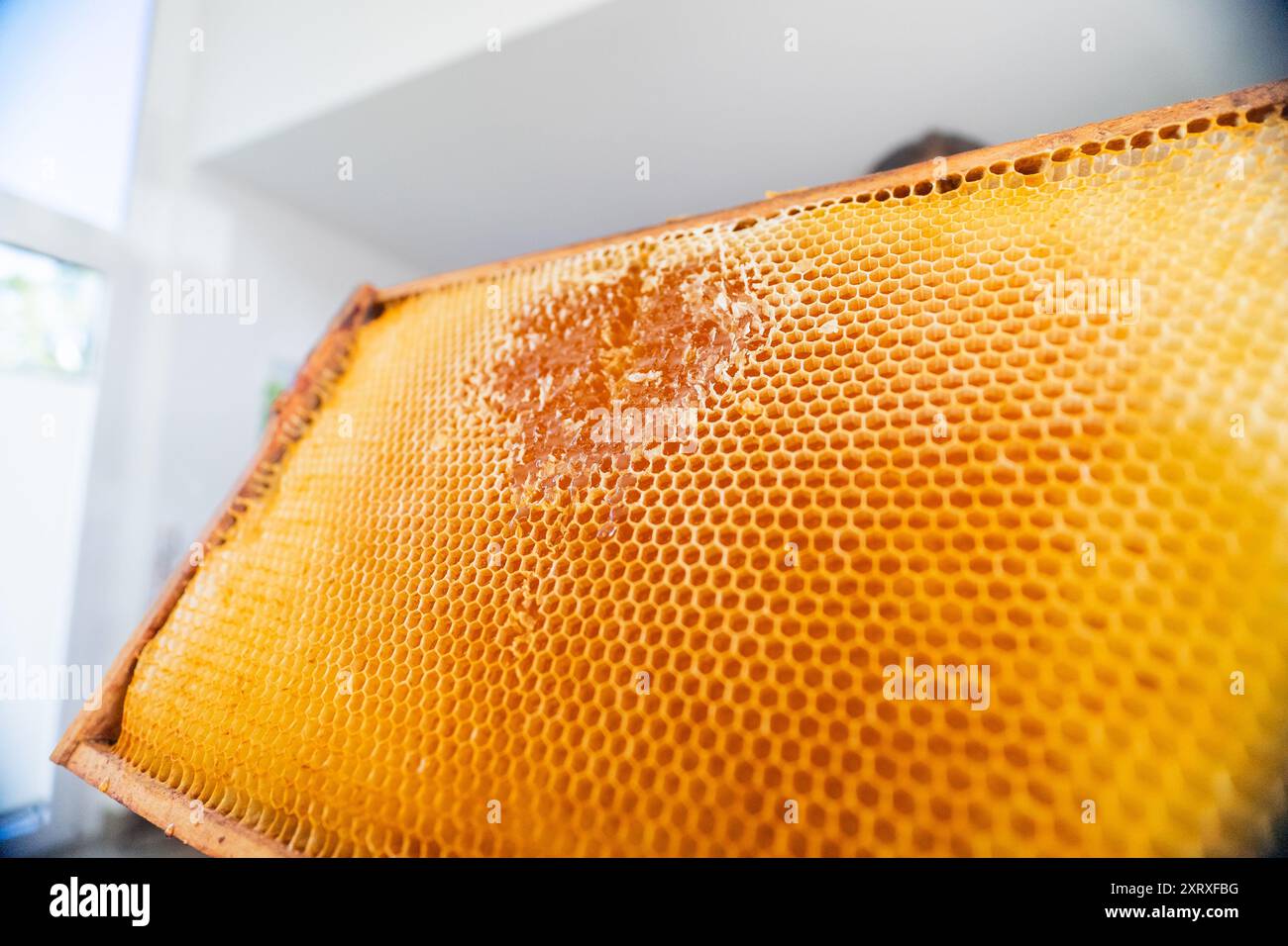 Closeup shot honeybee harvesting hi-res stock photography and images ...