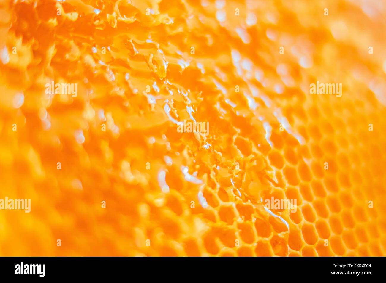 Honey bee harvesting pollen nectar hi-res stock photography and images ...