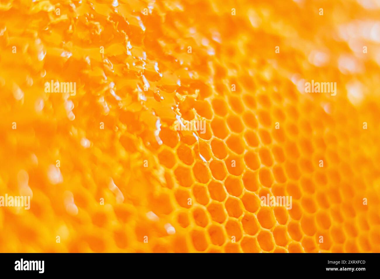 Golden Honeycomb Cells with Bee Honey Flowing and Dripping out of the ...