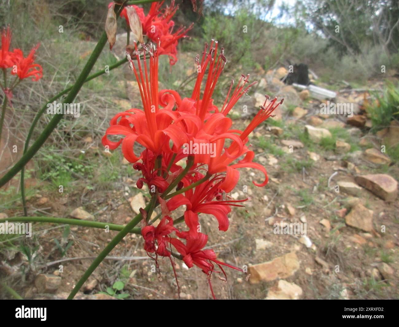 Guernsey lily nerine sarniensis hi-res stock photography and images - Alamy