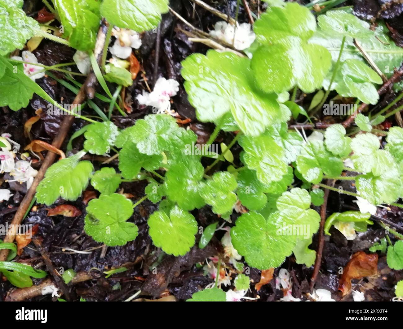 vascular plants (Tracheophyta) Plantae Stock Photo - Alamy