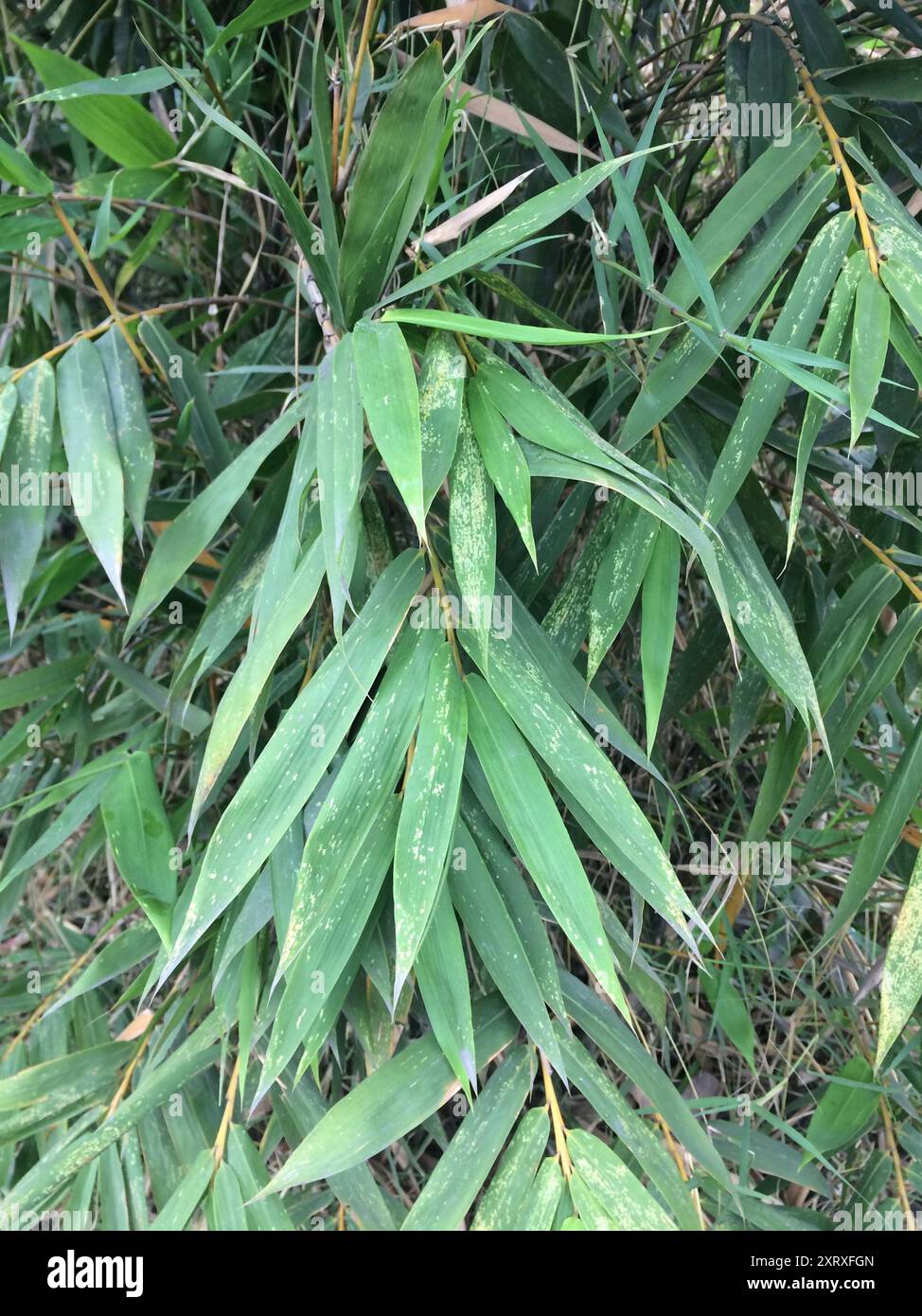 Bambusa oldhamii hi-res stock photography and images - Alamy