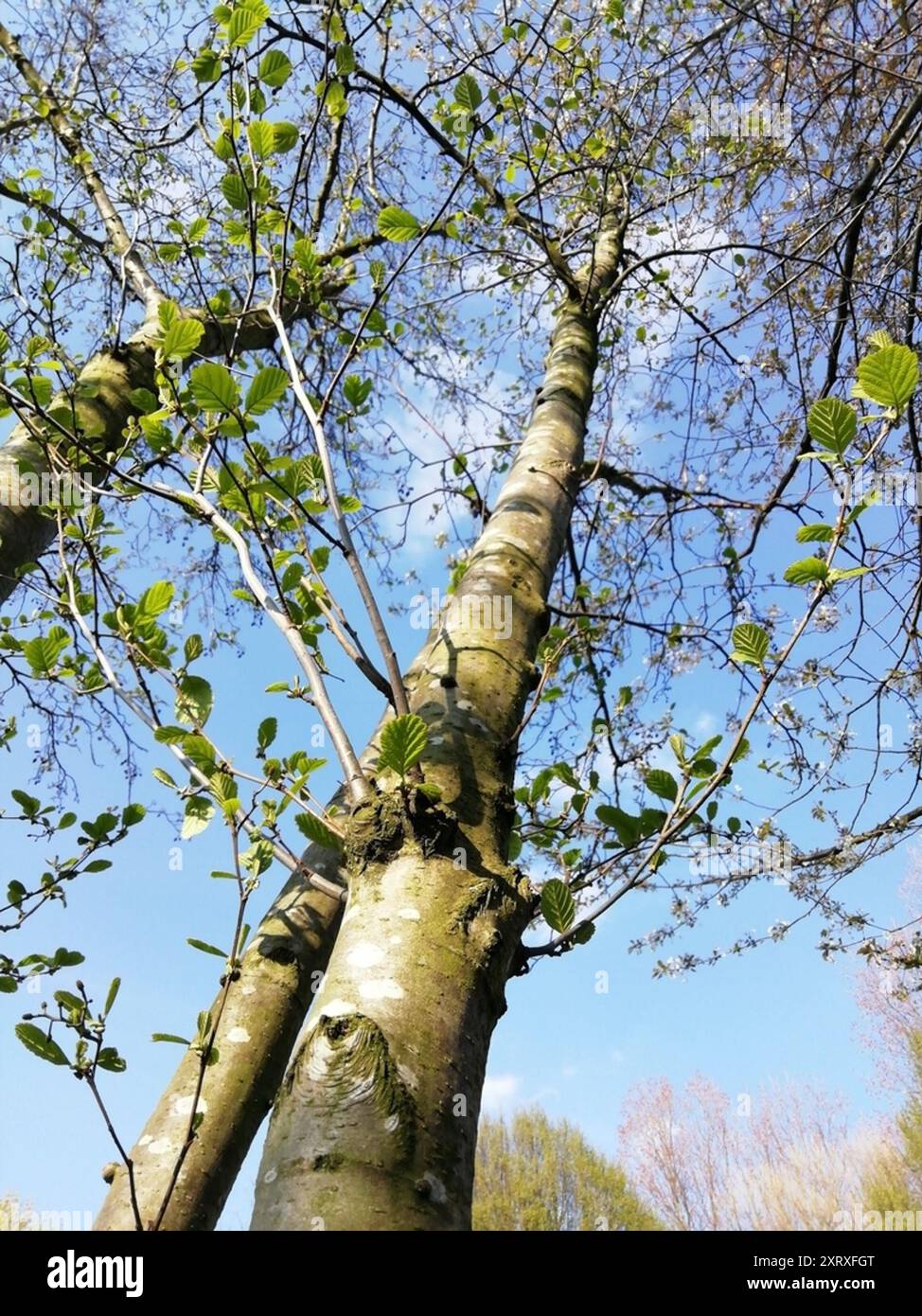 common alder (Alnus glutinosa) Plantae Stock Photo - Alamy