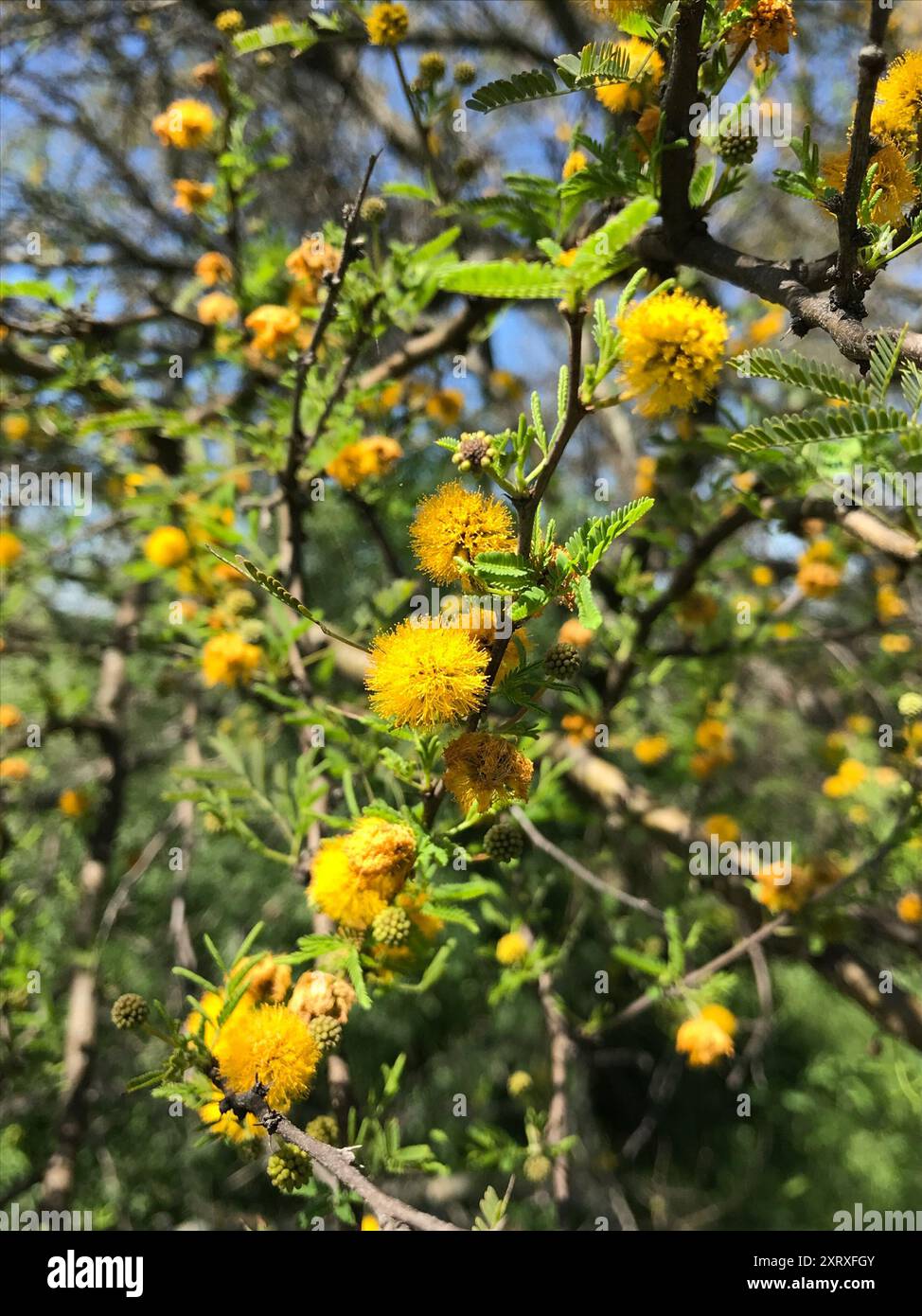 Sweet acacia (Vachellia farnesiana) Plantae Stock Photo - Alamy
