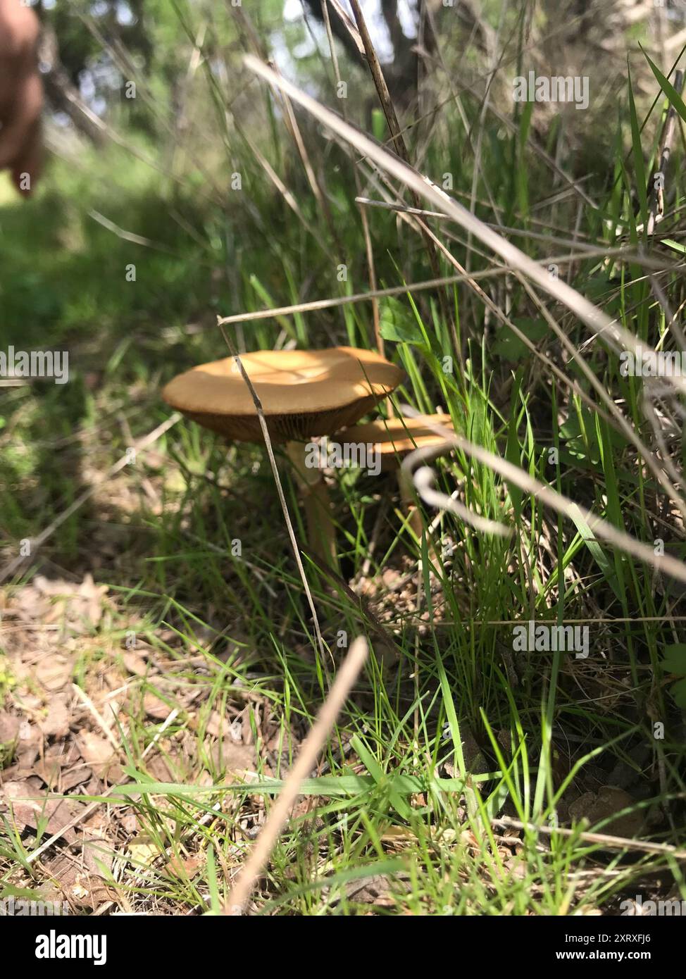 Spring Fieldcap (Agrocybe praecox) Fungi Stock Photo - Alamy