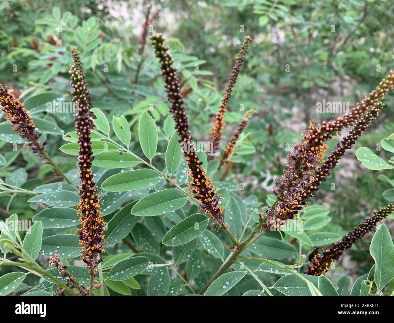 false indigo bush (Amorpha fruticosa) Plantae Stock Photo - Alamy