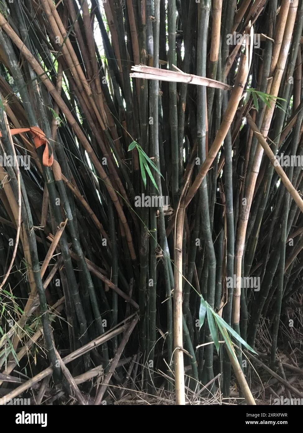 bamboos, canes, and allies (Bambusoideae) Plantae Stock Photo - Alamy