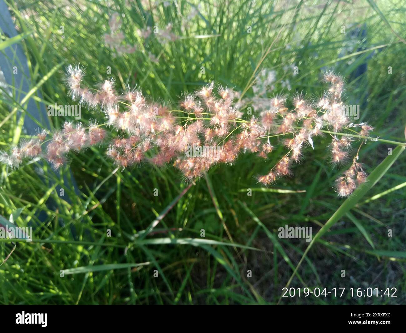 Natal grass (Melinis repens) Plantae Stock Photo - Alamy