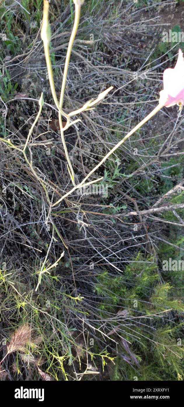 Splendid Mariposa Lily (Calochortus splendens) Plantae Stock Photo - Alamy