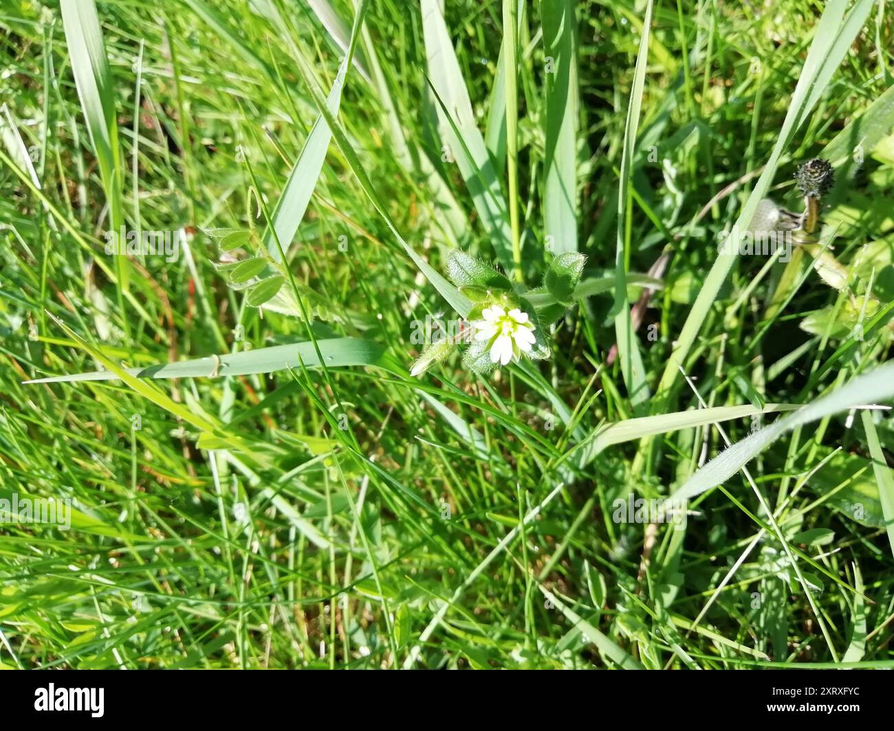 Common mouse-ear chickweed (Cerastium fontanum) Plantae Stock Photo - Alamy