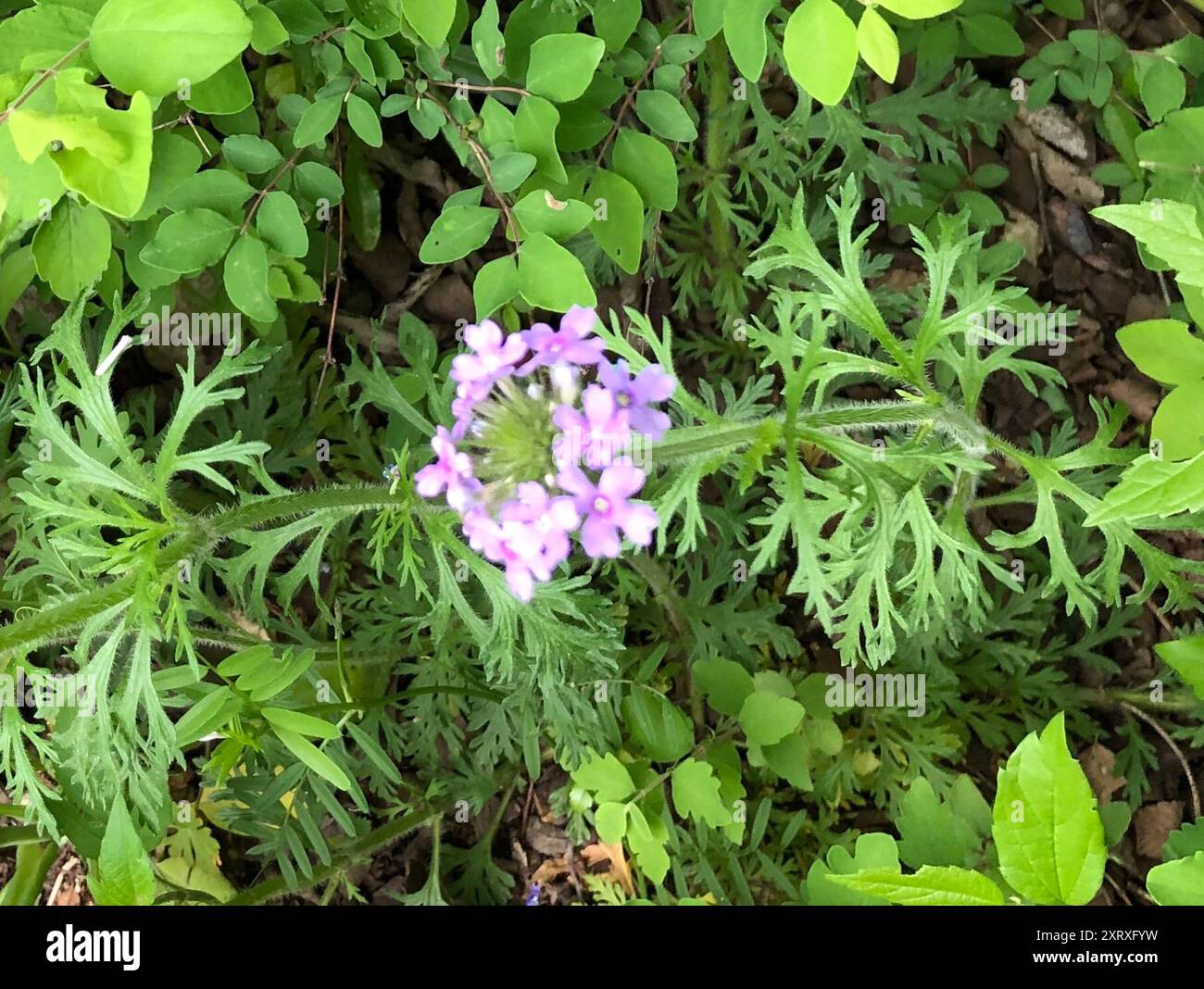 Dakota mock vervain (Glandularia bipinnatifida) Plantae Stock Photo - Alamy