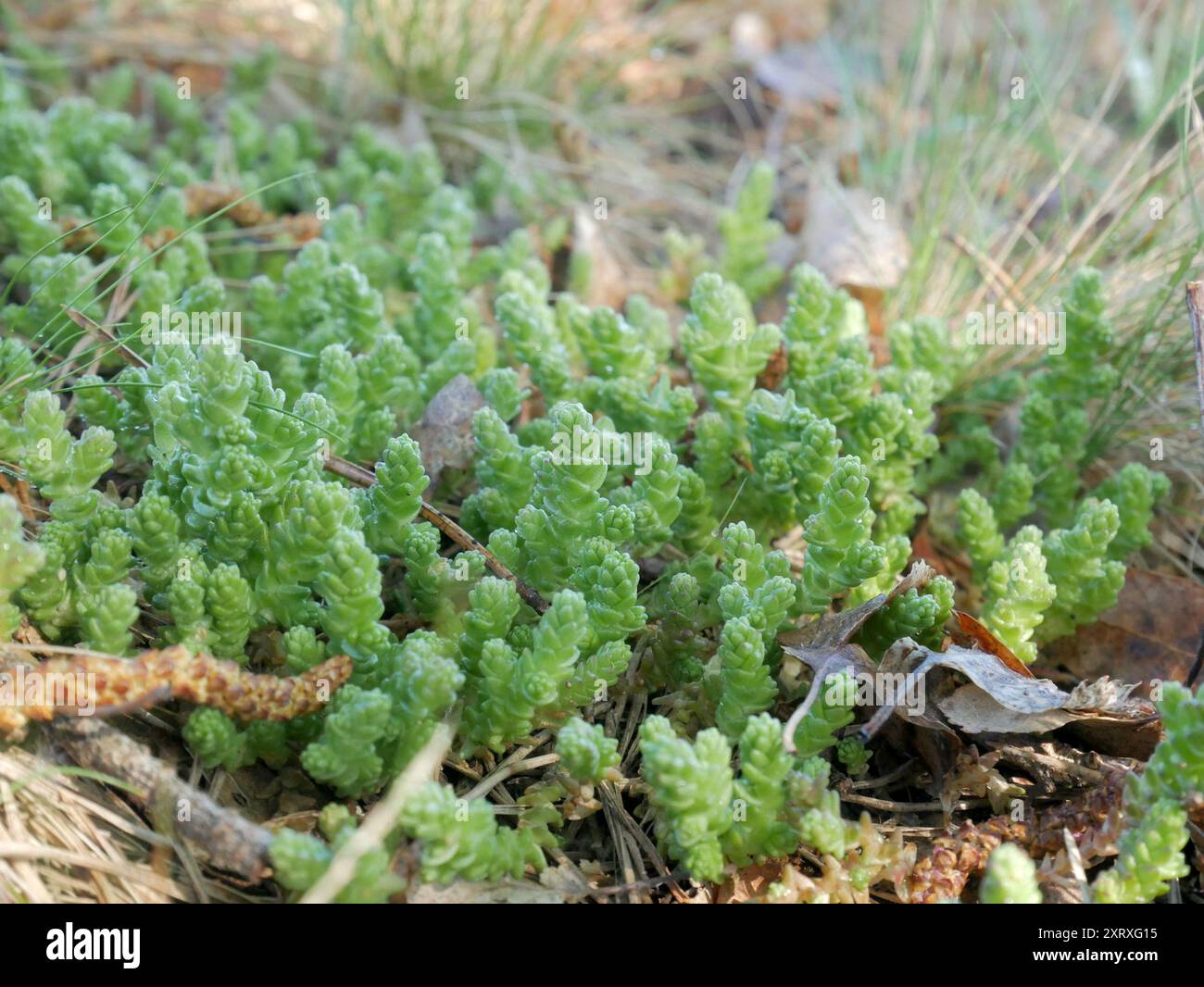 Biting Stonecrop (Sedum acre) Plantae Stock Photo - Alamy