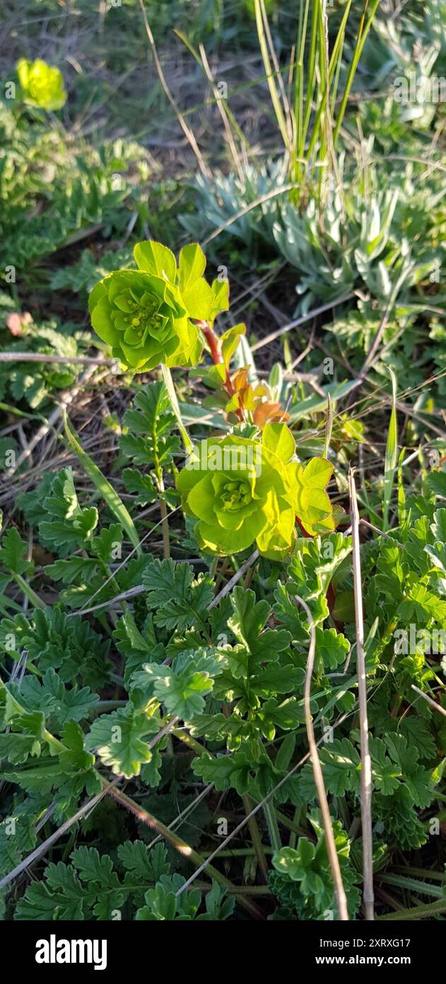 Sun spurge (Euphorbia helioscopia) Plantae Stock Photo - Alamy