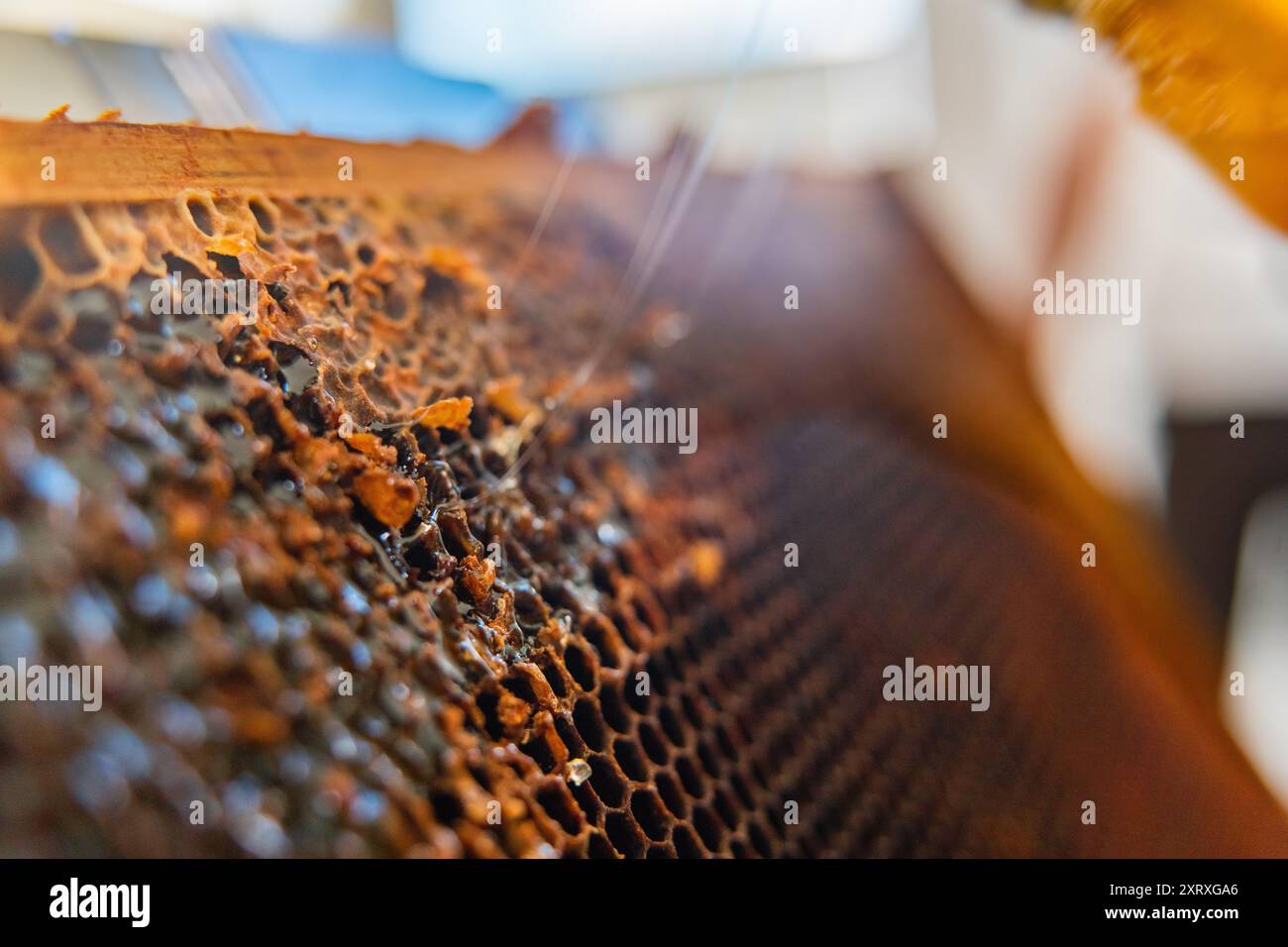 Closeup shot honeybee harvesting hi-res stock photography and images ...