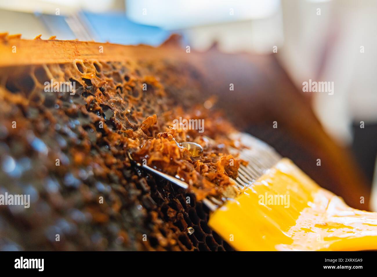 Bee Honey Flowing Out of Honycombs Opened by a Capping Scratcher ...