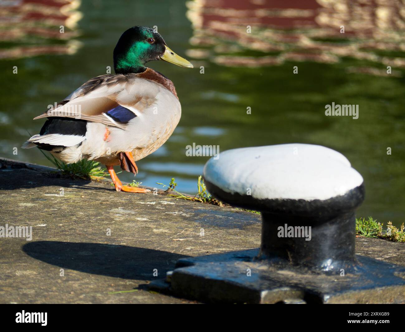 The Thames, just by Abingdon Lock and downstream of the town centre. It ...