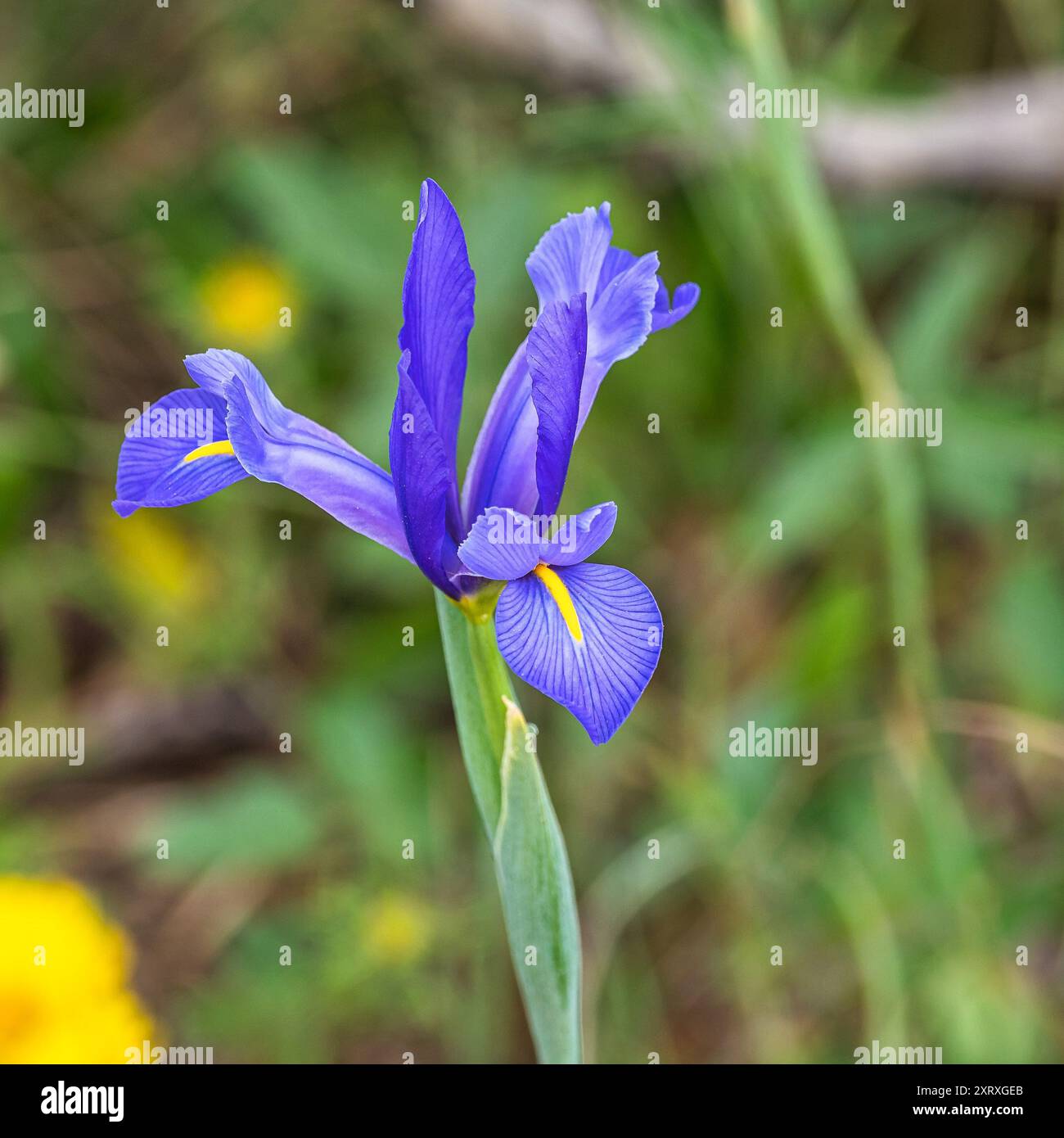 Violet Iris xiphium, commonly known as the Spanish iris at the Algarve ...