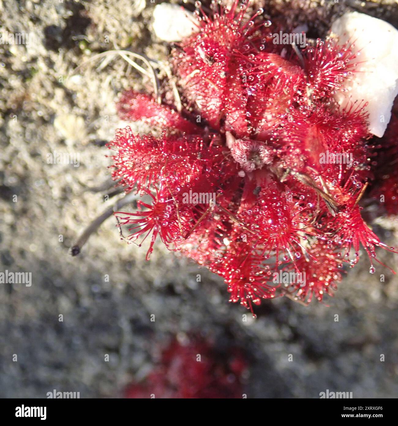 Alice Sundew (Drosera aliciae) Plantae Stock Photo - Alamy