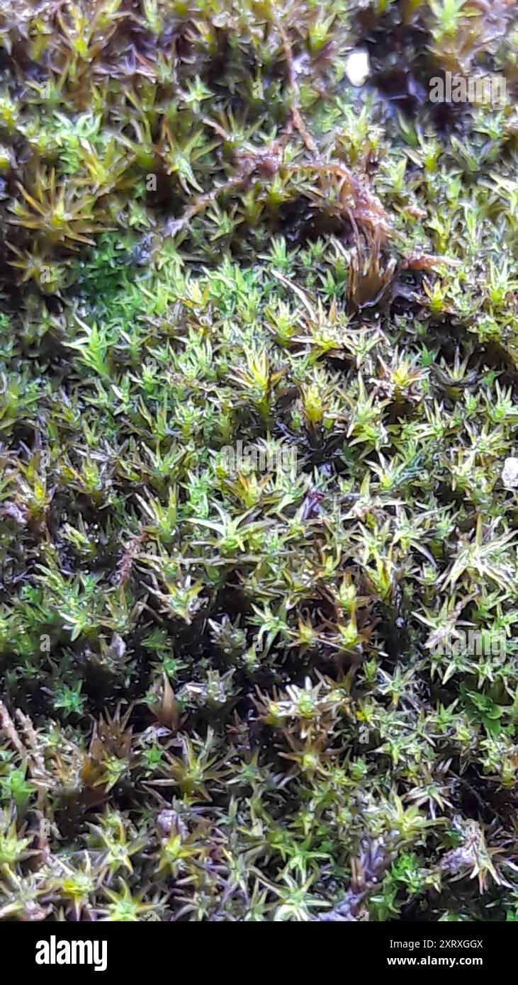 Star Moss (Syntrichia ruralis) Plantae Stock Photo - Alamy