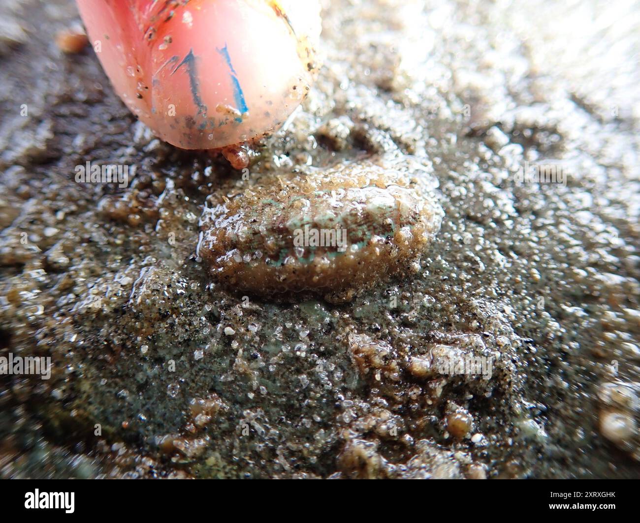 Red-Flecked Mopalia (Mopalia spectabilis) Mollusca Stock Photo - Alamy