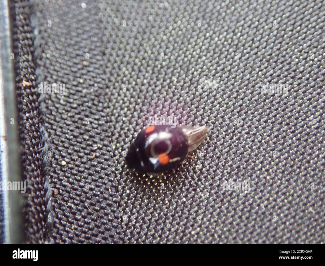 Twice-stabbed Sigil Lady Beetle (Hyperaspis signata) Insecta Stock ...