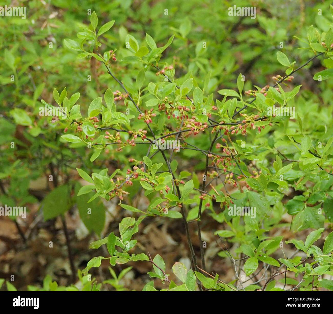 black huckleberry (Gaylussacia baccata) Plantae Stock Photo - Alamy