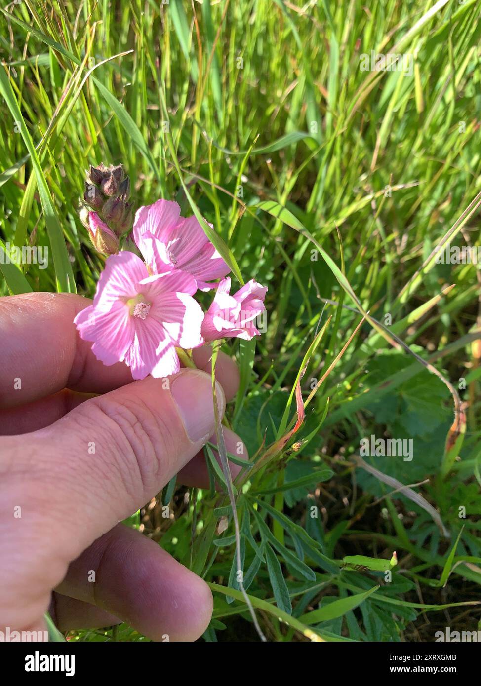 checkerbloom (Sidalcea malviflora) Plantae Stock Photo - Alamy
