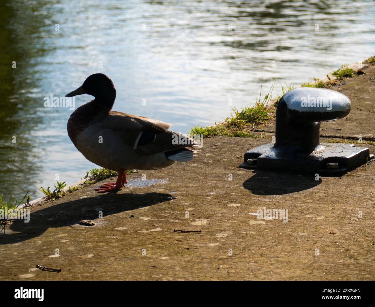 Head and foot lock hi-res stock photography and images - Alamy