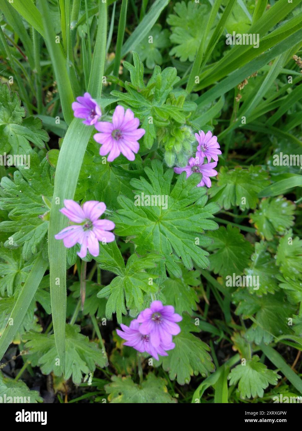 Dove's-foot crane's-bill (Geranium molle) Plantae Stock Photo - Alamy