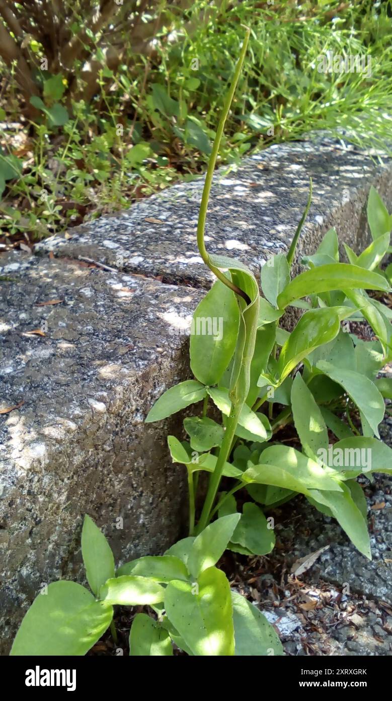 Crowdipper (Pinellia ternata) Plantae Stock Photo - Alamy