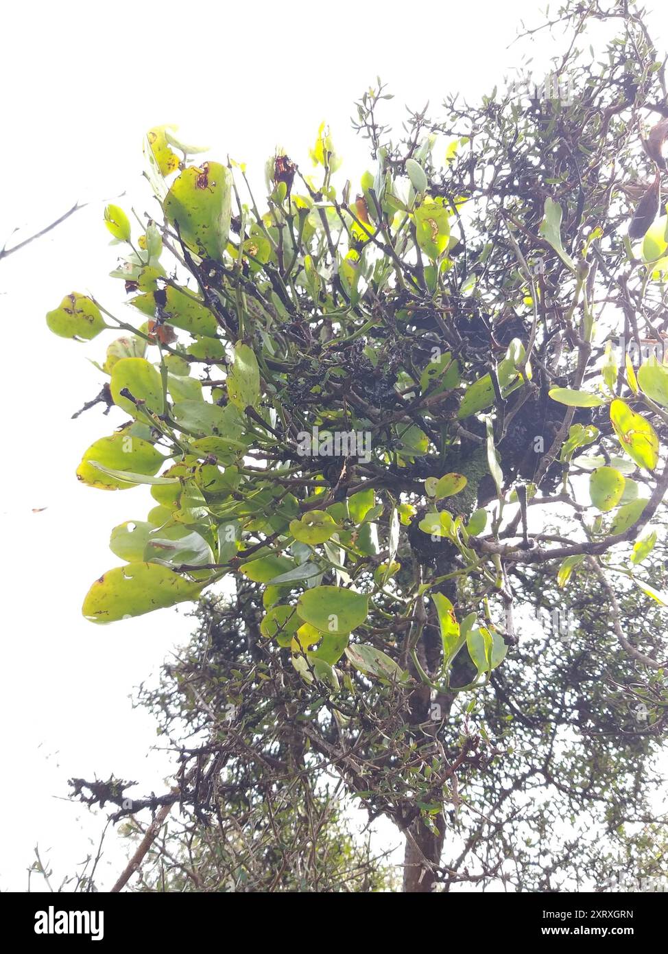Green mistletoe (Ileostylus micranthus) Plantae Stock Photo - Alamy