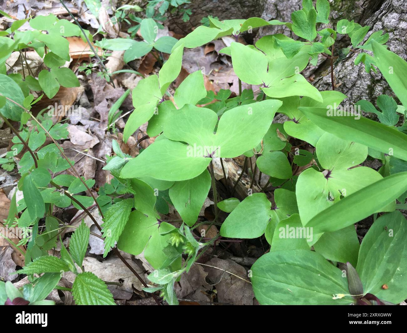 sharp-lobed hepatica (Hepatica acutiloba) Plantae Stock Photo - Alamy