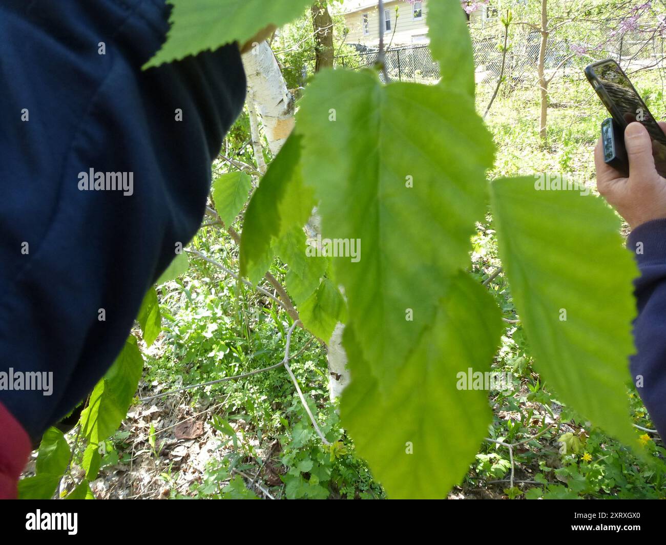 plants (Plantae) Plantae Stock Photo - Alamy