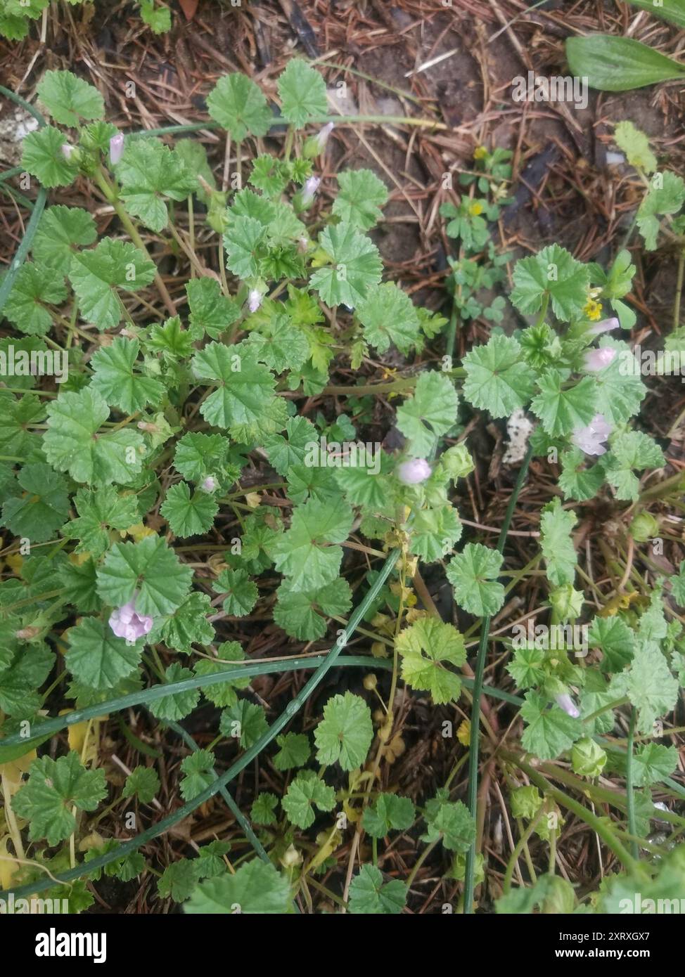 dwarf mallow (Malva neglecta) Plantae Stock Photo - Alamy
