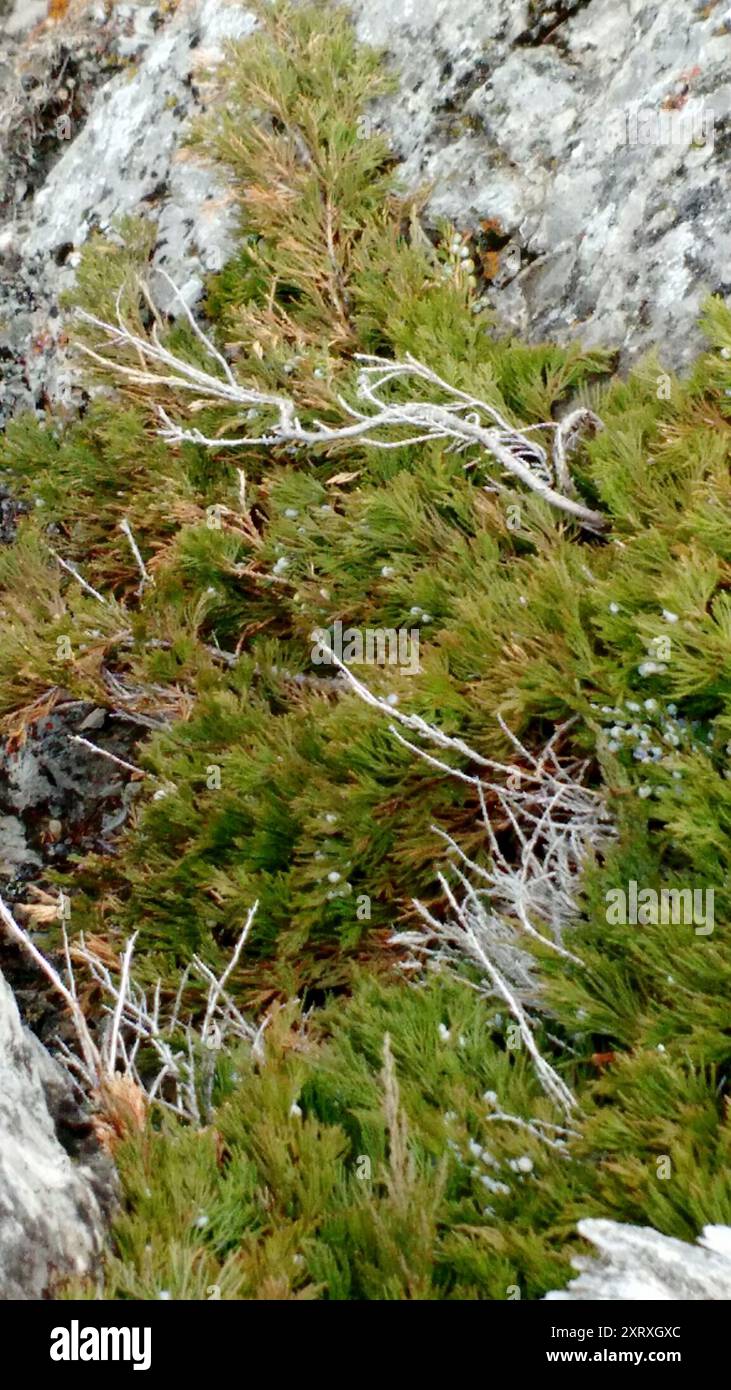 creeping juniper (Juniperus horizontalis) Plantae Stock Photo - Alamy