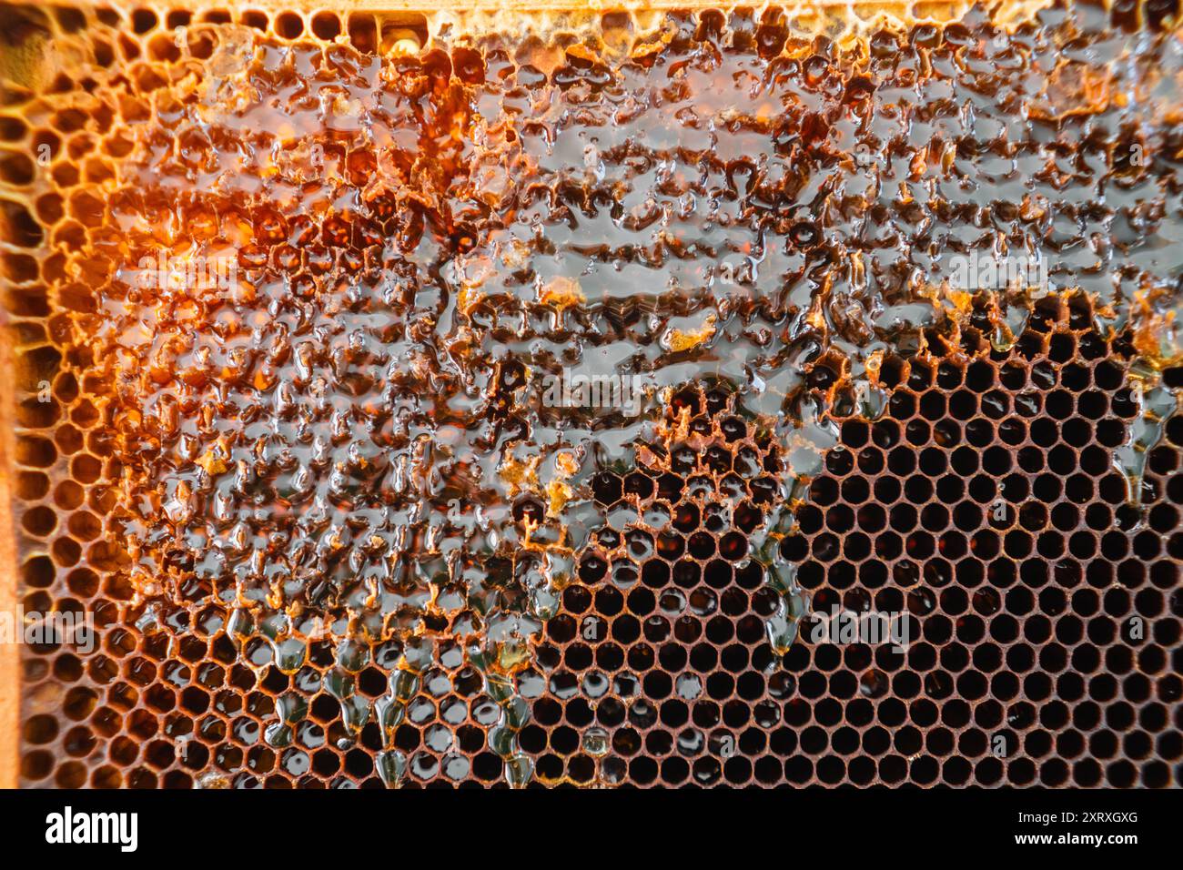 Fresh Bee Honey Flowing and Dripping from the Honey Cells of a Beehive ...