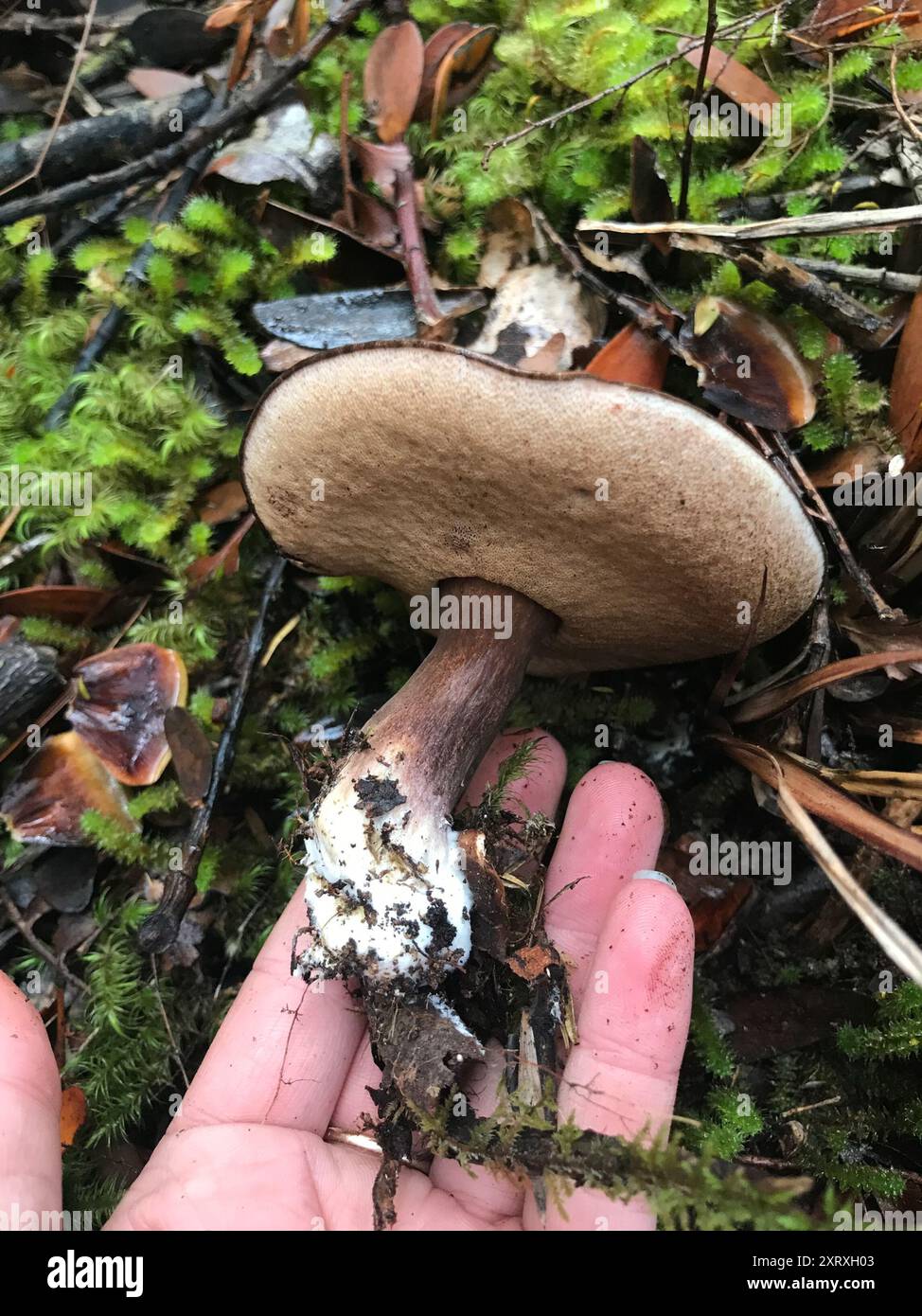 Dark Velvet Bolete (Tylopilus formosus) Fungi Stock Photo - Alamy
