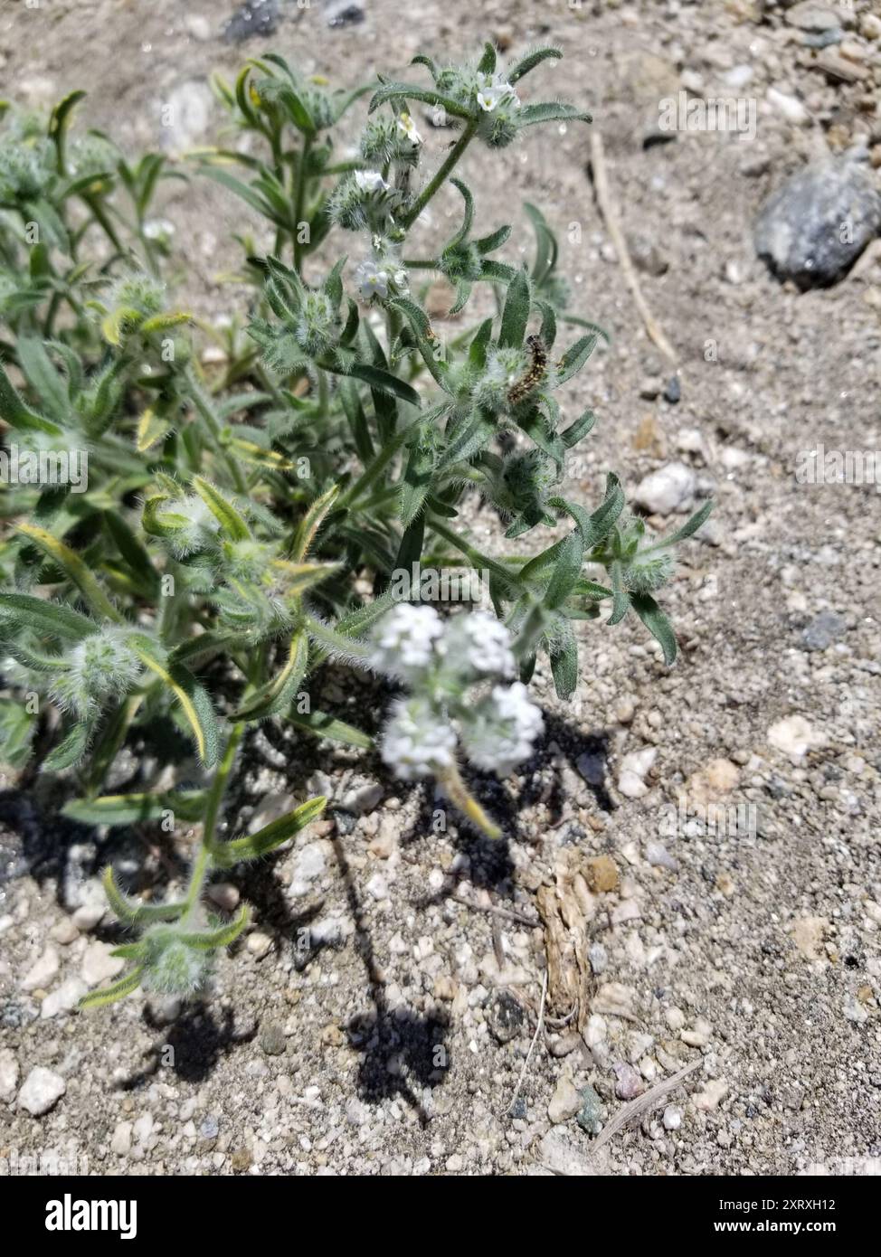 Clearwater cryptantha (Cryptantha intermedia) Plantae Stock Photo - Alamy