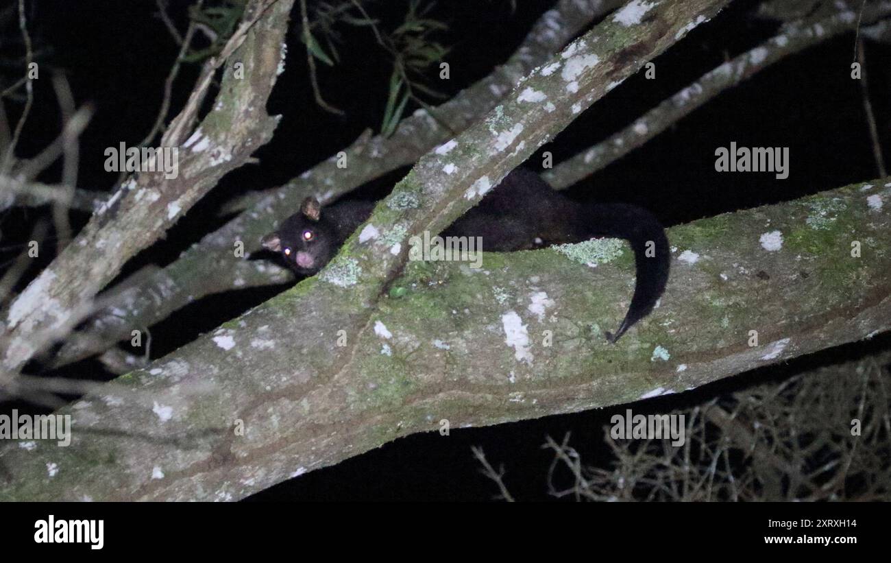 Short-eared Brush-tailed Possum (Trichosurus caninus) Mammalia Stock ...