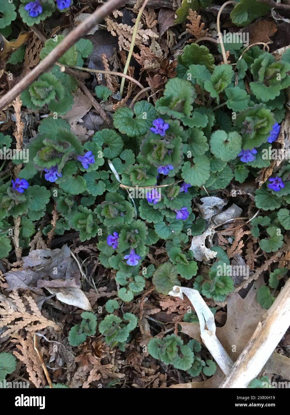 ground-ivy (Glechoma hederacea) Plantae Stock Photo - Alamy