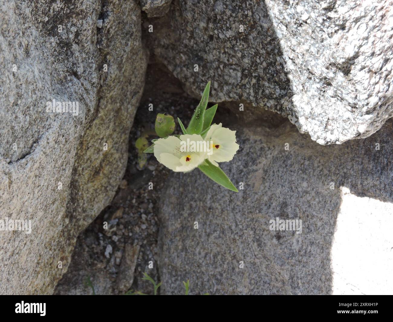 ghost flower (Mohavea confertiflora) Plantae Stock Photo - Alamy