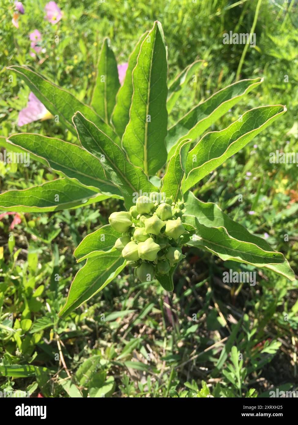 green antelopehorns (Asclepias viridis) Plantae Stock Photo - Alamy