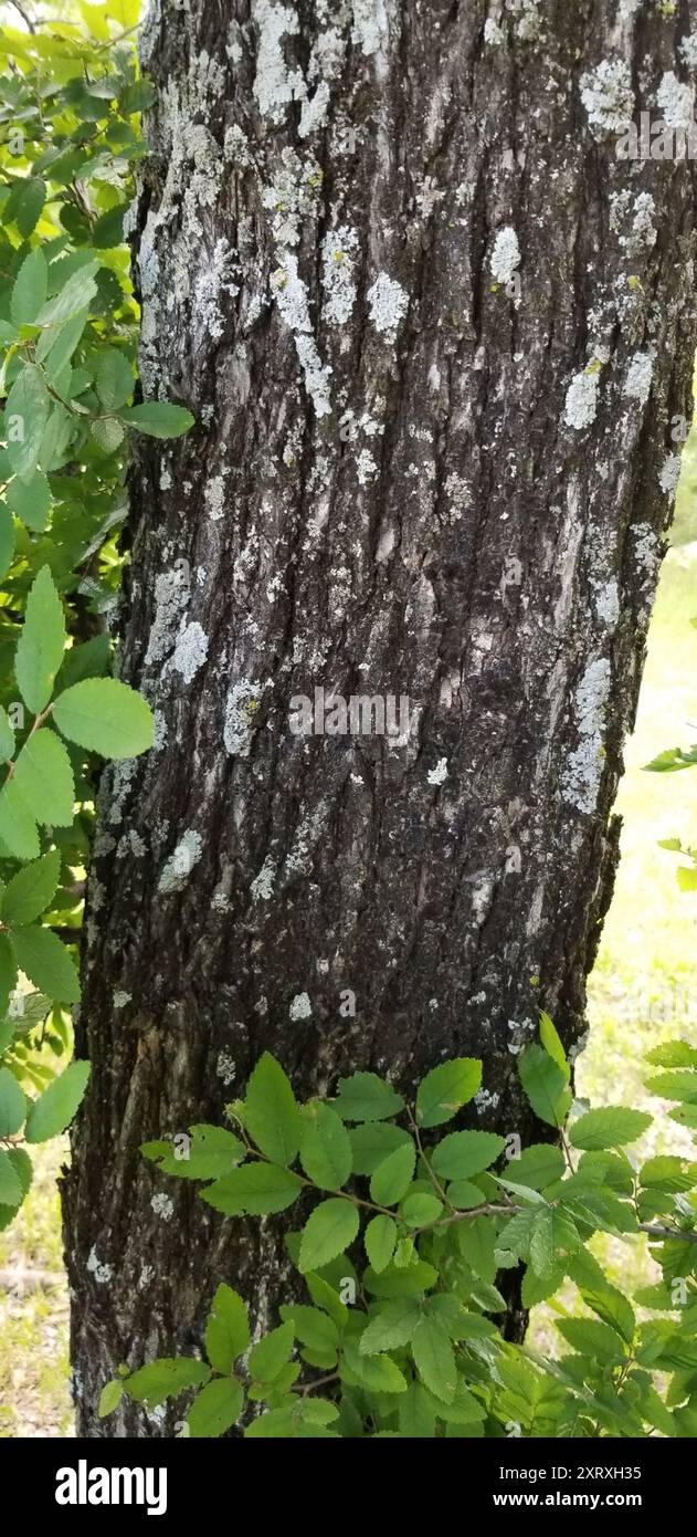 Cedar Elm (Ulmus crassifolia) Plantae Stock Photo - Alamy